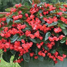 Begonia Dragon Wing RED | Sheila's Greenhouse