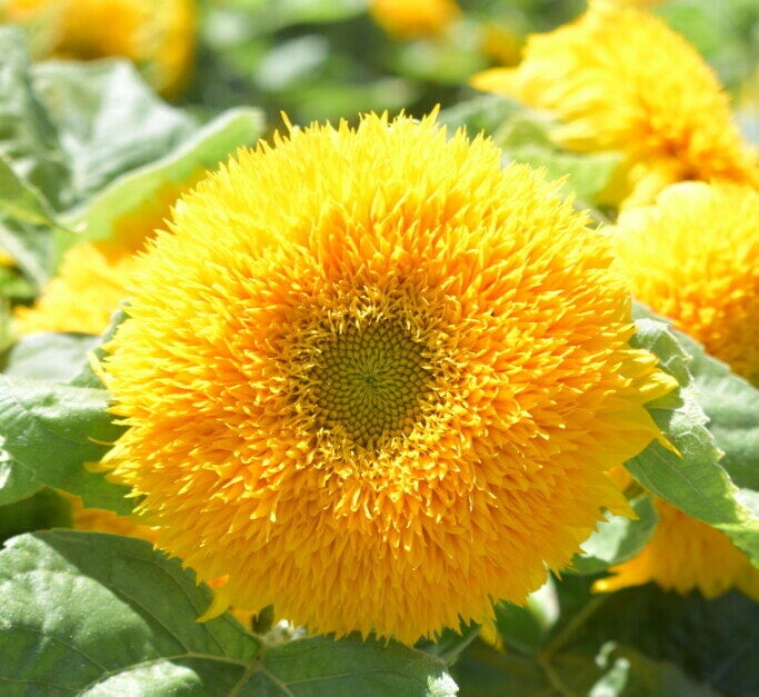 Sunflower - DWARF- Teddy Bear | Sheila's Greenhouse