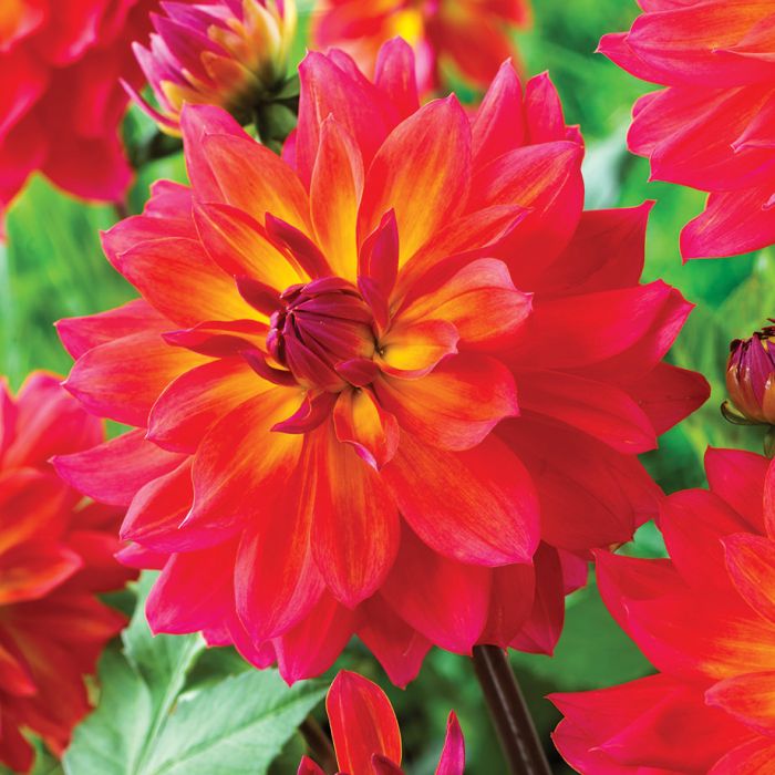 Dahlia Firepot | Sheila's Greenhouse